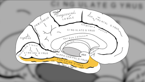 New study connects recognizing faces and recognizing voices in the same ...